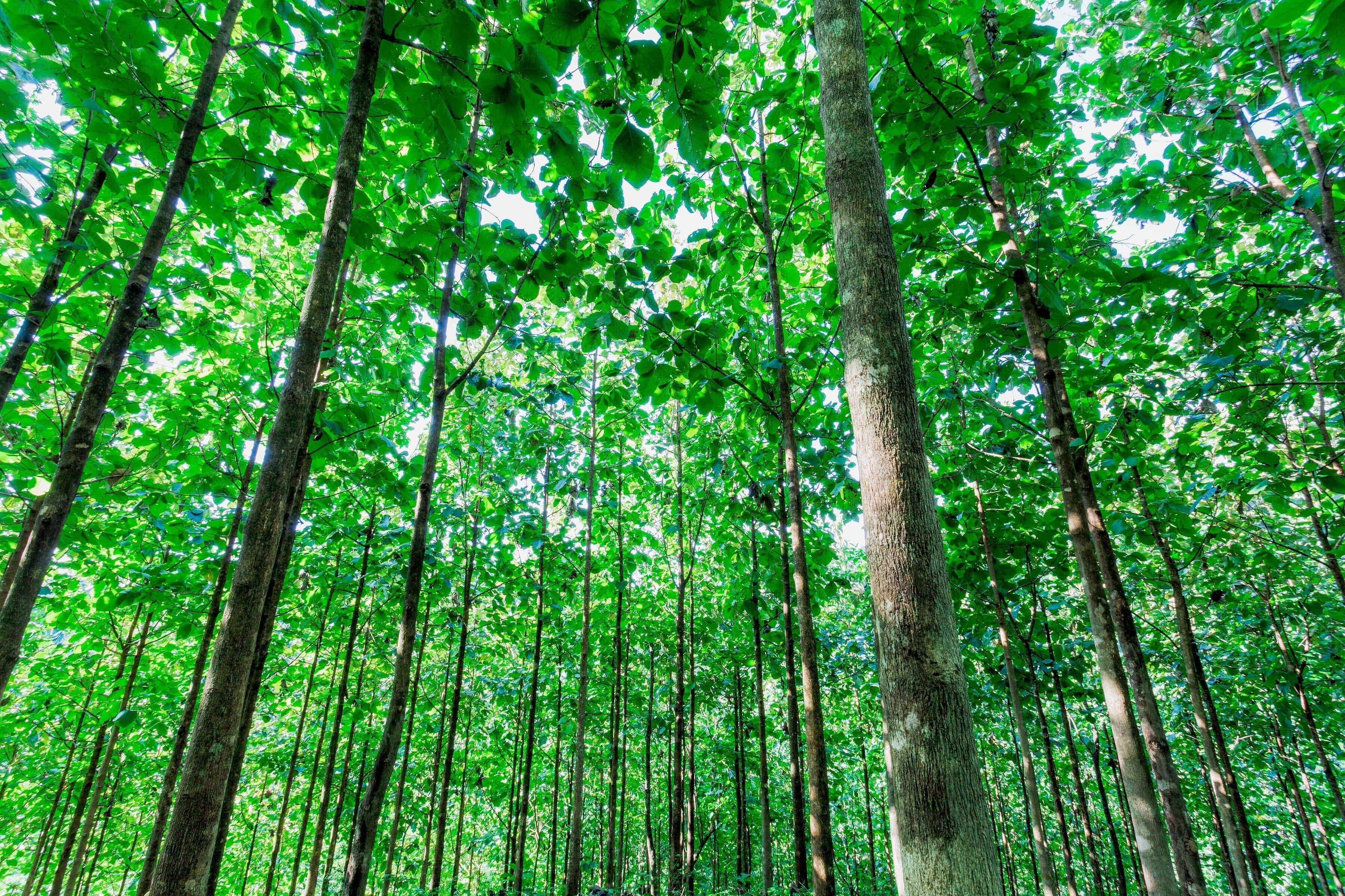 Rethinking Monoculture with Teak Wood Reforestation. – MasayaCo